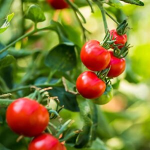 50 Campari Tomato Seeds ,Sweet Juicy, High Sugar Level, Low Acidity!