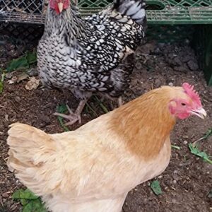 6 Fertile Chicken Hatching Eggs