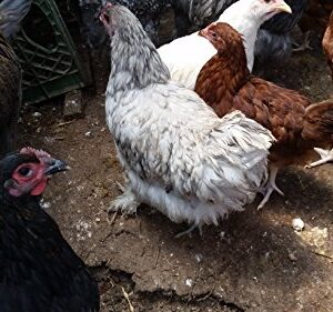 6 Fertile Chicken Hatching Eggs