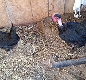 6 Fertile Chicken Hatching Eggs