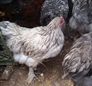 6 Fertile Chicken Hatching Eggs