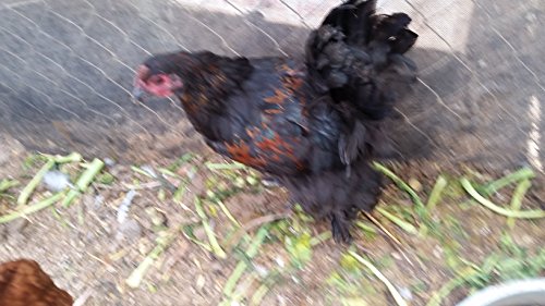 6 Fertile Chicken Hatching Eggs