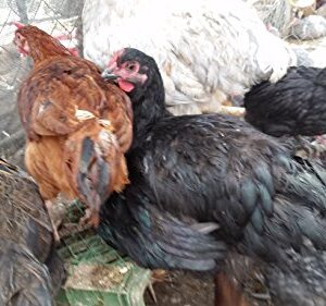 6 Fertile Chicken Hatching Eggs