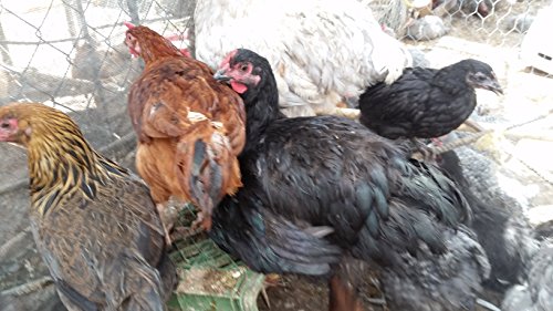 6 Fertile Chicken Hatching Eggs