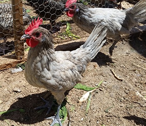 6 Fertile Chicken Hatching Eggs