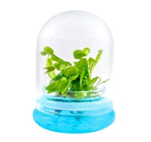 venus fly trap, fly trap carnivorous plant, a fun & live gift!