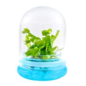 Venus Fly Trap, Fly Trap Carnivorous Plant, a Fun & Live Gift!