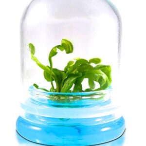 Venus Fly Trap, Fly Trap Carnivorous Plant, a Fun & Live Gift!