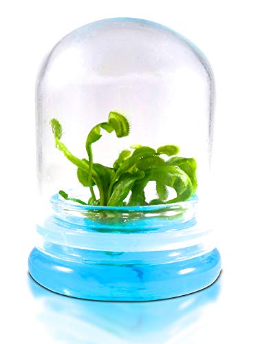 Venus Fly Trap, Fly Trap Carnivorous Plant, a Fun & Live Gift!