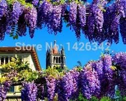 15pcs/lot Purple Chinese Wisteria Vine Seed Garden Potted Flower