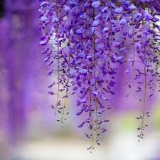 15pcs/lot Purple Chinese Wisteria Vine Seed Garden Potted Flower