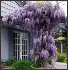 15pcs/lot Purple Chinese Wisteria Vine Seed Garden Potted Flower