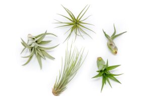 5 pack of classic air plants variety - live succulent house plants - available in wholesale and bulk - home and garden decor - easy care indoor and outdoor plants