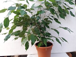 jmbamboo- 6'' pot weeping fig tree - ficus benjamina - easy to grow