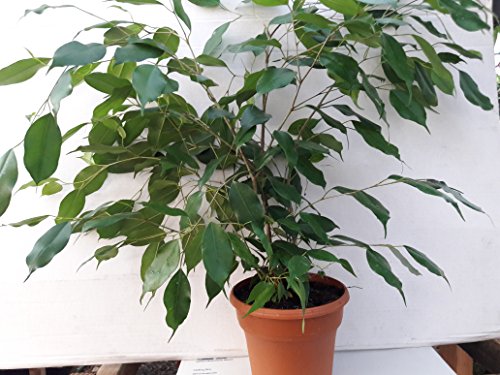 Jmbamboo- 6'' pot Weeping Fig Tree - Ficus Benjamina - Easy to Grow