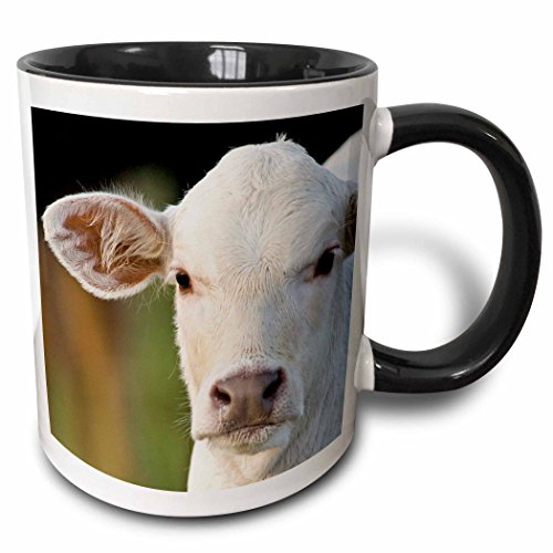 3dRose Charolais Calf, Cow, Welder Ranch, Texas-US44 MPR0038-Maresa Pryor Two Tone Mug, 11 oz, Black/White