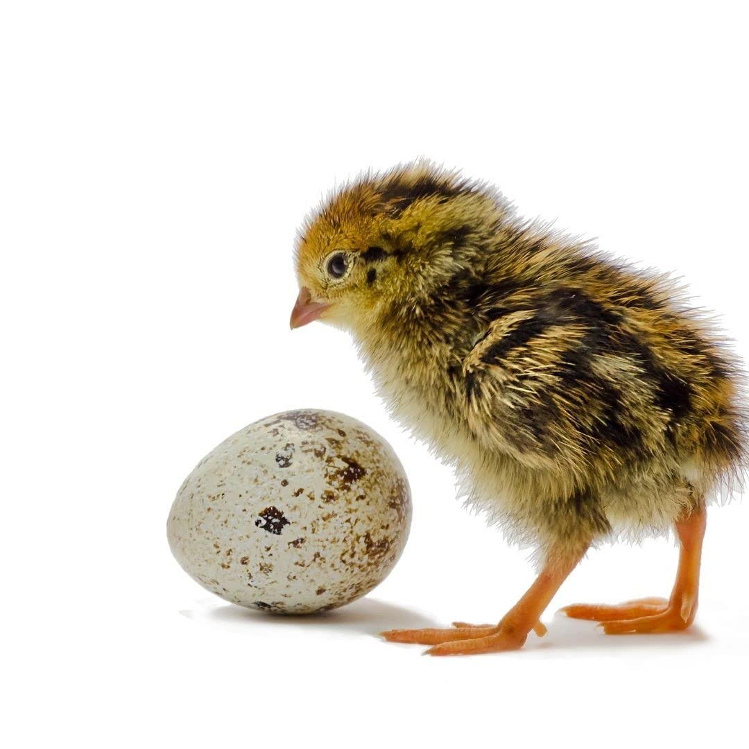 12 Fertile Coturnix Quail Hatching Eggs