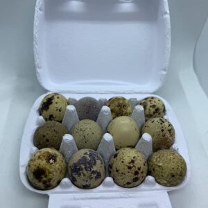 12 Fertile Coturnix Quail Hatching Eggs