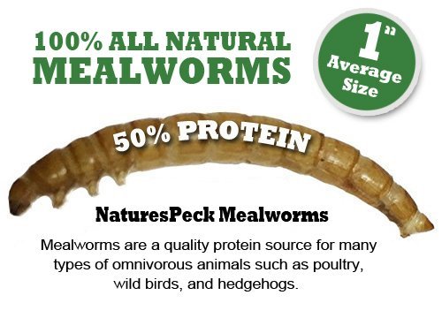 NaturesPeck® Dried Mealworms (11-22-44 lbs) Non-GMO High Protein Treats for Chickens & Wild Birds