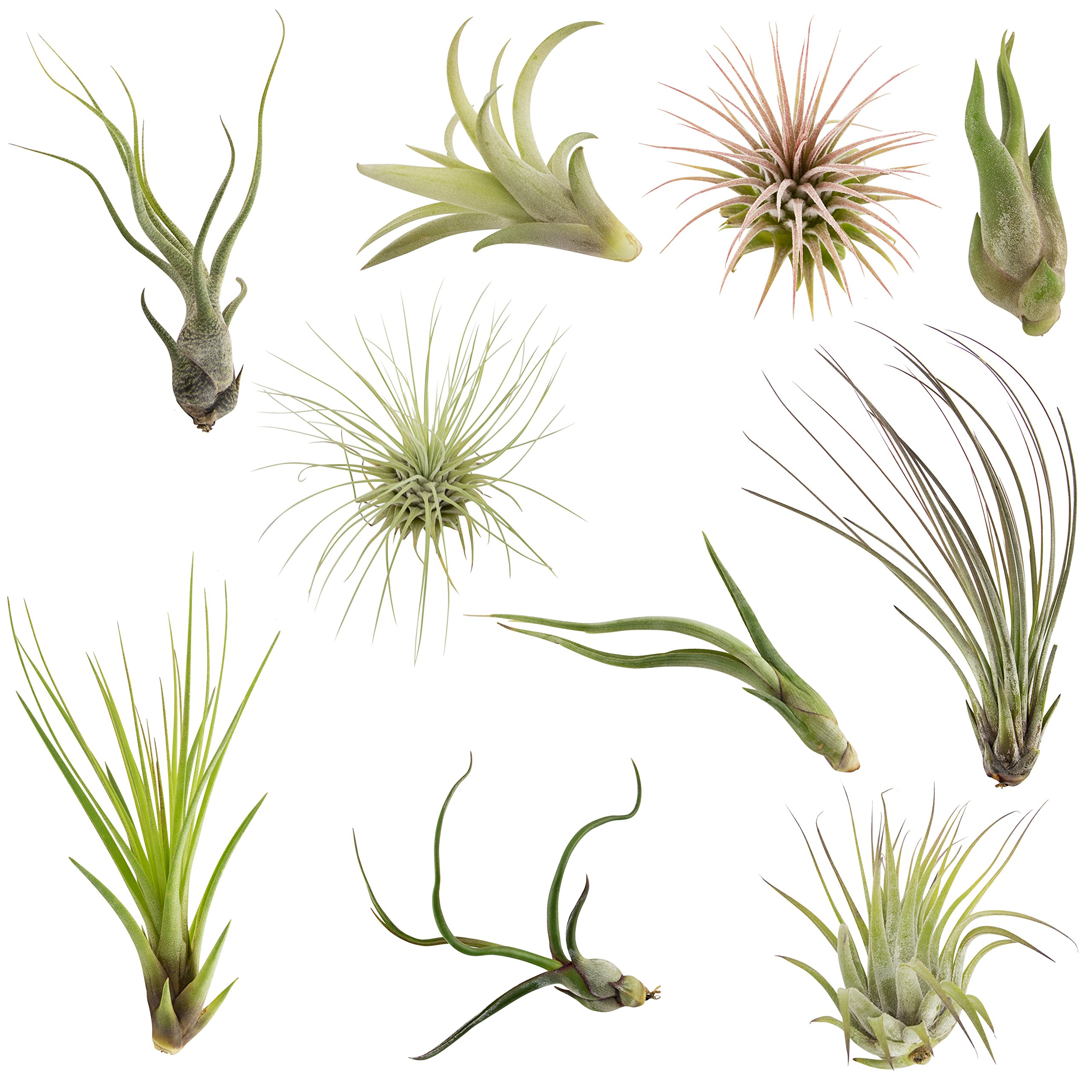 Air Plants Tillandsia Assortment 10 Pack Easy Houseplants for Beginners Small to Medium 1.5"-6"+