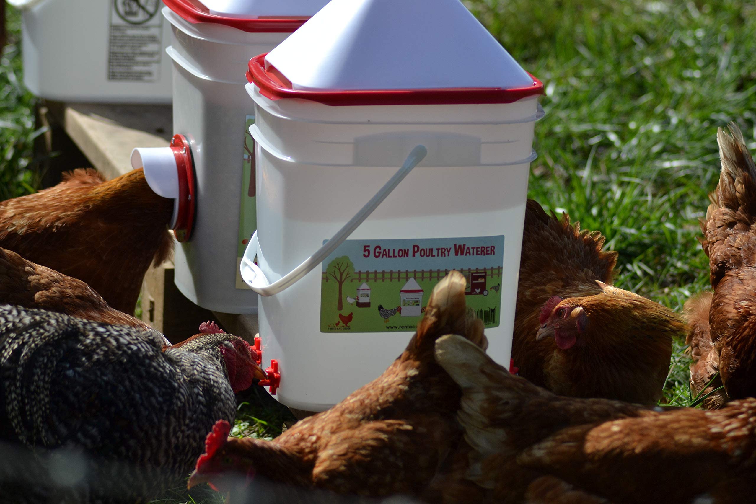 RentACoop 5 Gallon Chicken BPA-Free Plastic Bucket Waterer Set with 4 Horizontal Nipples - Corner Placement