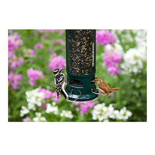 Squirrel Buster Legacy Squirrel-proof Bird Feeder w/4 Metal Perches, 2.6-pound Seed Capacity