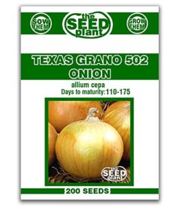 texas grano 502 onion seeds - 200 seeds non-gmo