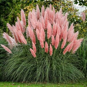 heirloom 50+ ornamental perennial grass seed - pampas grass - "pink" tall feathery blooms