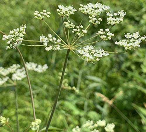 Queen Anne's Lace- 200 Seeds - 50 % off sale