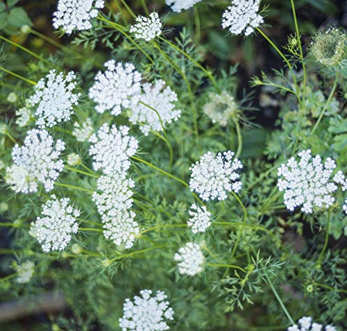 Queen Anne's Lace- 200 Seeds - 50 % off sale