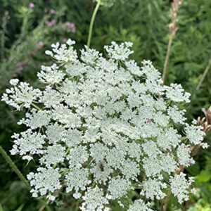 Queen Anne's Lace- 200 Seeds - 50 % off sale