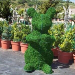 Heirloom Boxwood, Buxus Sempervirens, 30 Seeds, (Hardy Evergreen, Topiary, Hedge, Bonsai)