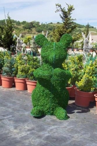 Heirloom Boxwood, Buxus Sempervirens, 30 Seeds, (Hardy Evergreen, Topiary, Hedge, Bonsai)