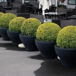 Heirloom Boxwood, Buxus Sempervirens, 30 Seeds, (Hardy Evergreen, Topiary, Hedge, Bonsai)