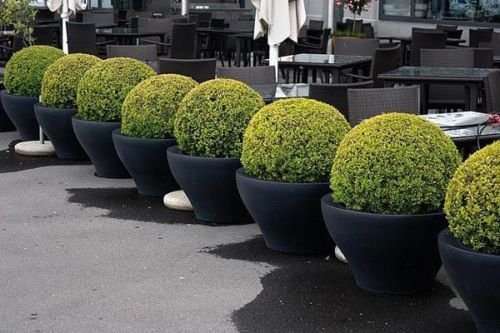 Heirloom Boxwood, Buxus Sempervirens, 30 Seeds, (Hardy Evergreen, Topiary, Hedge, Bonsai)