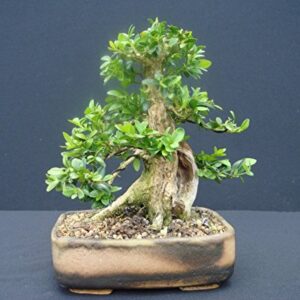 Heirloom Boxwood, Buxus Sempervirens, 30 Seeds, (Hardy Evergreen, Topiary, Hedge, Bonsai)