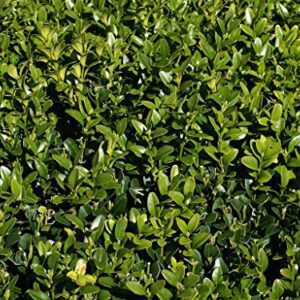 Heirloom Boxwood, Buxus Sempervirens, 30 Seeds, (Hardy Evergreen, Topiary, Hedge, Bonsai)