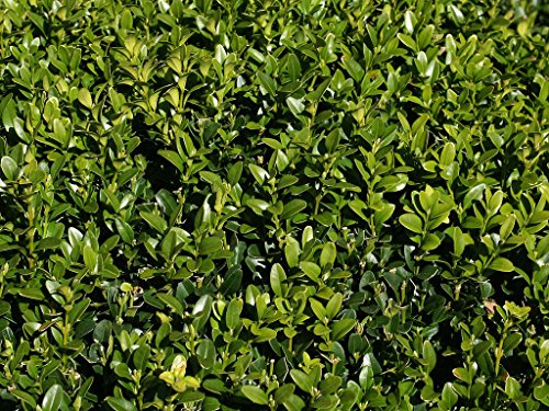 Heirloom Boxwood, Buxus Sempervirens, 30 Seeds, (Hardy Evergreen, Topiary, Hedge, Bonsai)