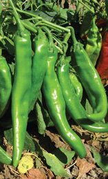 Big Jim Legacy Hatch Variety - 30 Seeds - Authentic Green Chile Flavor! Mild-Medium Heat