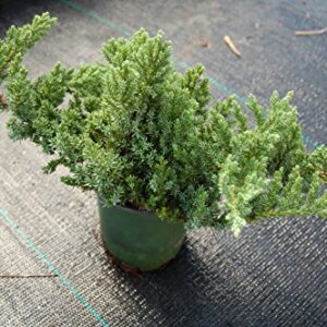 Dwarf Japanese Garden Juniper- Juniperus procumbens ‘Nana’ - 4" Potted - Healthy Evergreen Plant - Plant Great for Bonsai - Each 1 by Growers Solution