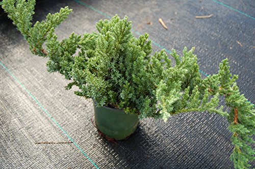 Dwarf Japanese Garden Juniper- Juniperus procumbens ‘Nana’ - 4" Potted - Healthy Evergreen Plant - Plant Great for Bonsai - Each 1 by Growers Solution