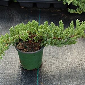 Dwarf Japanese Garden Juniper- Juniperus procumbens ‘Nana’ - 4" Potted - Healthy Evergreen Plant - Plant Great for Bonsai - Each 1 by Growers Solution