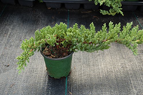 Dwarf Japanese Garden Juniper- Juniperus procumbens ‘Nana’ - 4" Potted - Healthy Evergreen Plant - Plant Great for Bonsai - Each 1 by Growers Solution