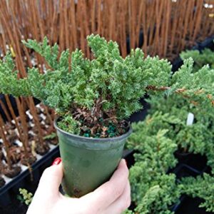 Dwarf Japanese Garden Juniper- Juniperus procumbens ‘Nana’ - 4" Potted - Healthy Evergreen Plant - Plant Great for Bonsai - Each 1 by Growers Solution