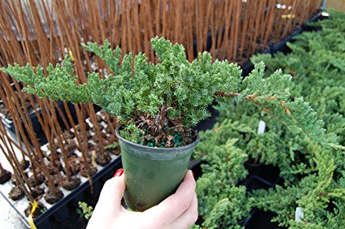 Dwarf Japanese Garden Juniper- Juniperus procumbens ‘Nana’ - 4" Potted - Healthy Evergreen Plant - Plant Great for Bonsai - Each 1 by Growers Solution