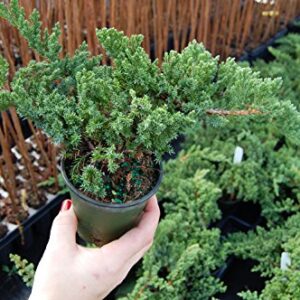 Dwarf Japanese Garden Juniper- Juniperus procumbens ‘Nana’ - 4" Potted - Healthy Evergreen Plant - Plant Great for Bonsai - Each 1 by Growers Solution