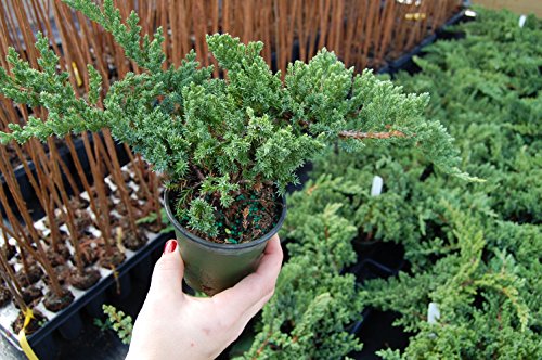 Dwarf Japanese Garden Juniper- Juniperus procumbens ‘Nana’ - 4" Potted - Healthy Evergreen Plant - Plant Great for Bonsai - Each 1 by Growers Solution