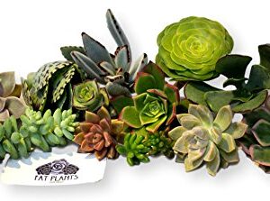 FATPLANTS 10 Living Succulent Cuttings