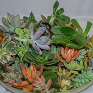 FATPLANTS 10 Living Succulent Cuttings