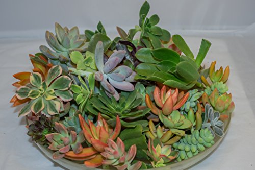 FATPLANTS 10 Living Succulent Cuttings